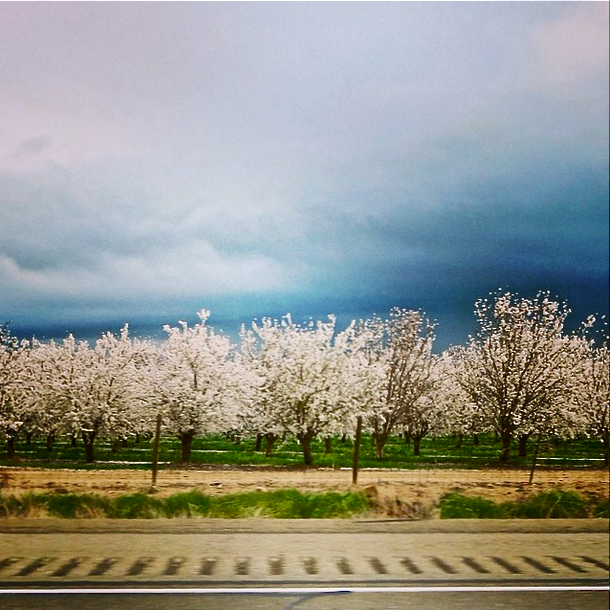 spring is trying to spring. – Rae Dunn … clay - Fine Handmade Pottery